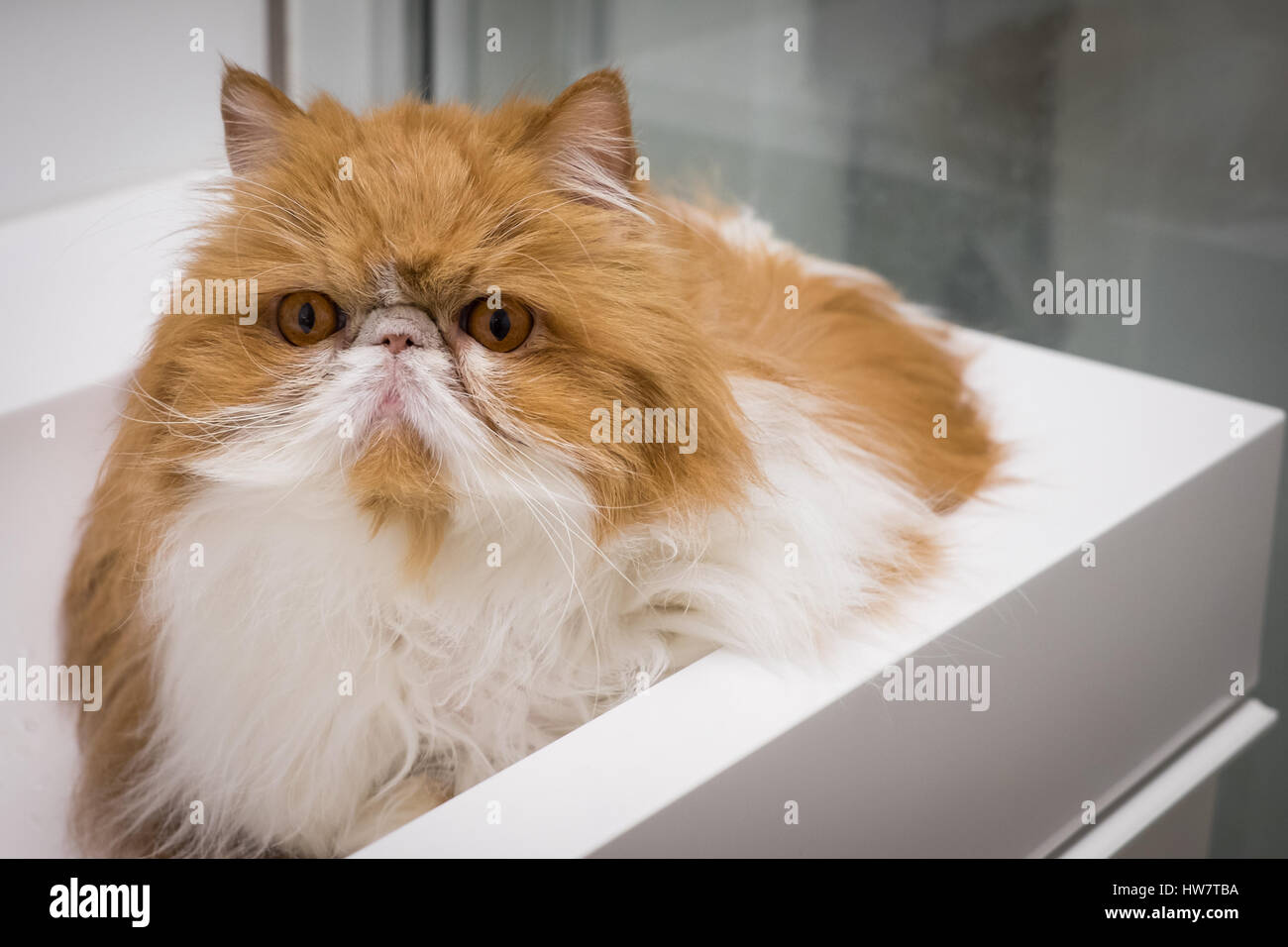 Satring hi-res stock photography and images - Alamy