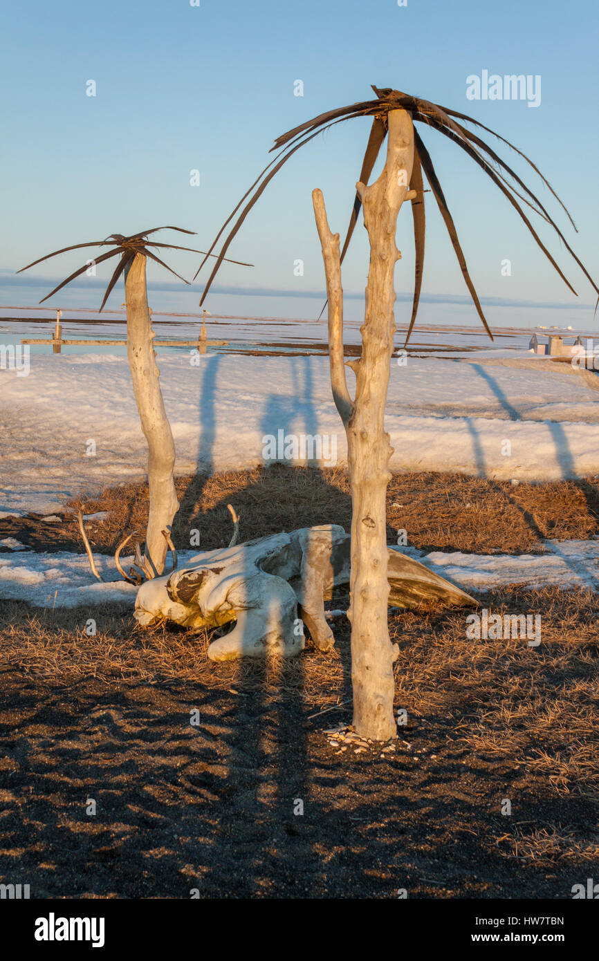 "Palm trees" made from drift wood and baleen near Duck Camp, Barrow ...