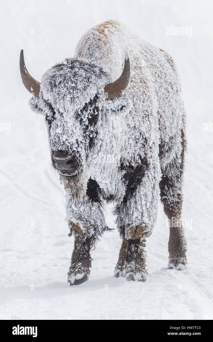 Young bull bison covered with frost on a cold day in Yellowstone Stock ...