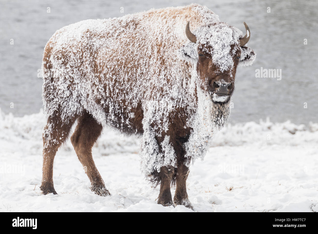 Cow bison covered with frost on a cold morning near the Firehole River ...