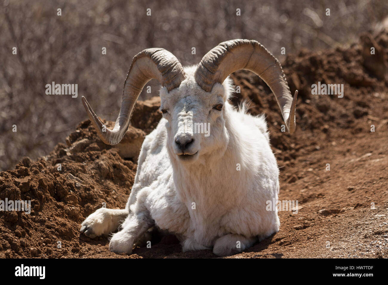 Ram dall sheep hi-res stock photography and images - Alamy