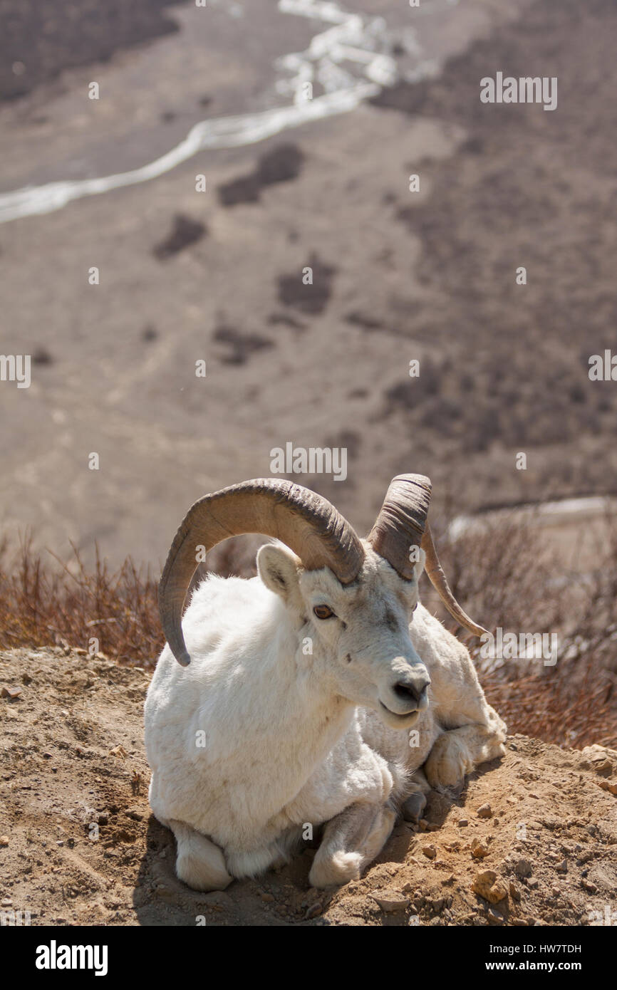 Dall ram laying in the road in Denali National Park, Alaska Stock Photo ...