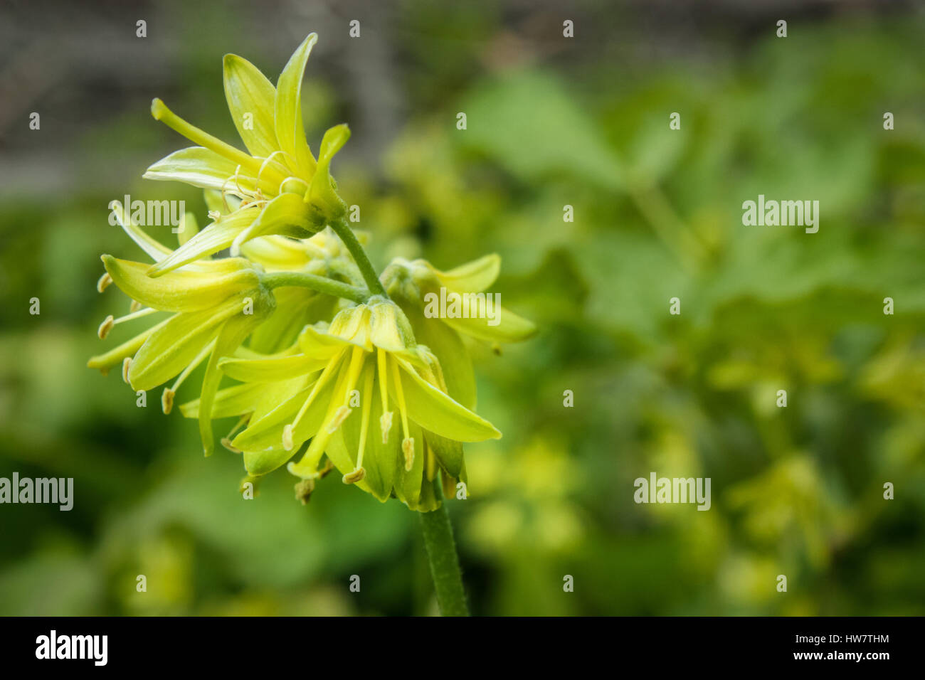 small flower growing in the forest Stock Photo - Alamy
