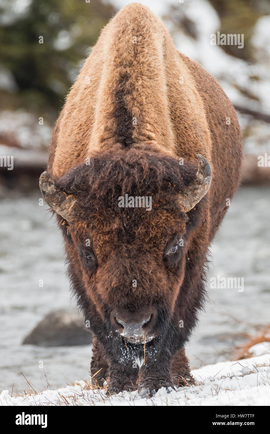 Bull bison feeding along the Madison river in Yellowstone National Park ...