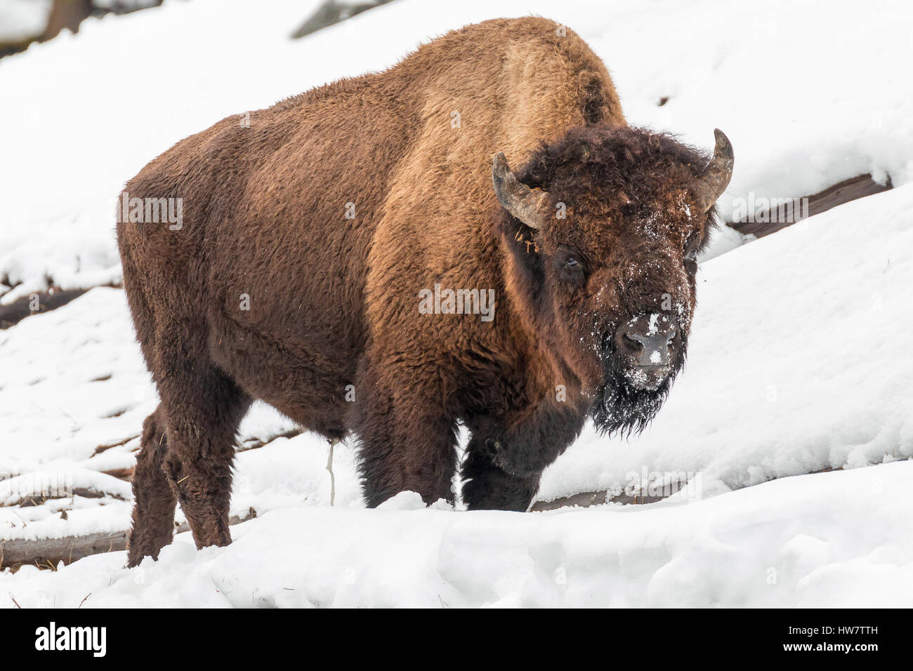 Bull bison feeding along the Madison river in Yellowstone National Park ...
