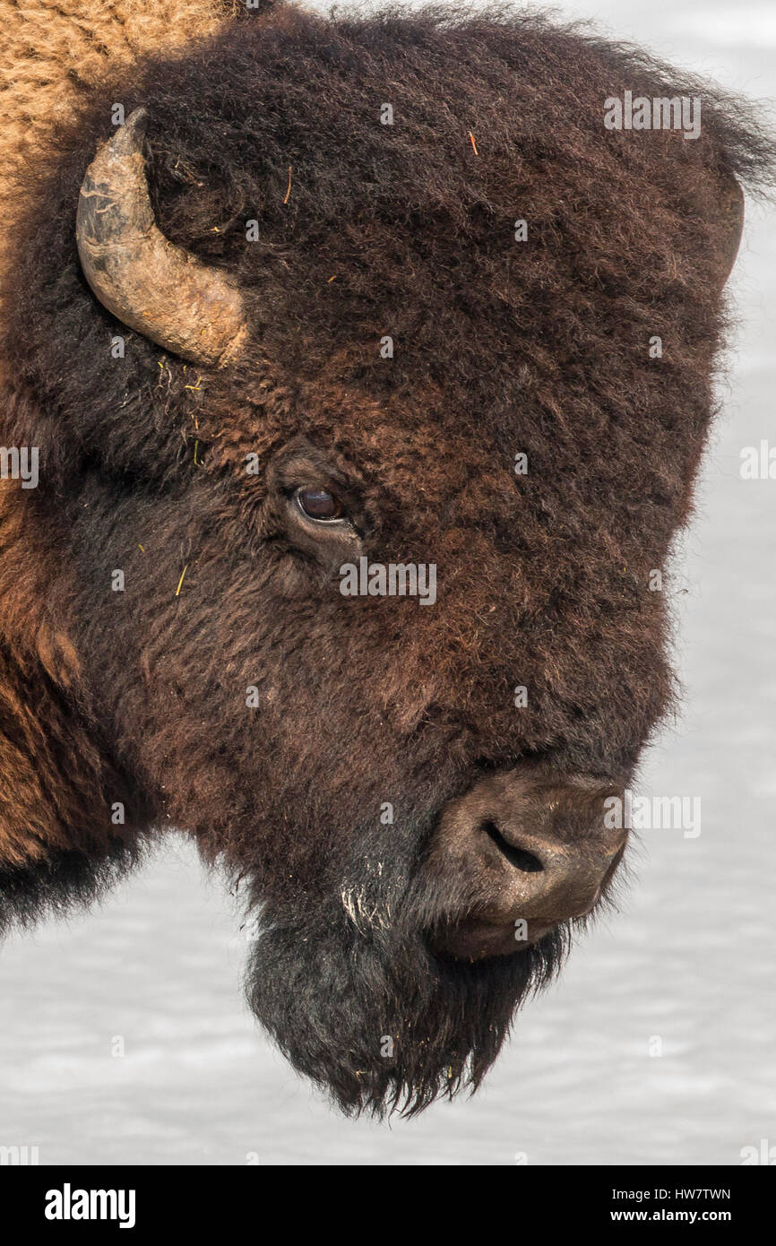Bull bison profile from Yellowstone National Park Stock Photo - Alamy