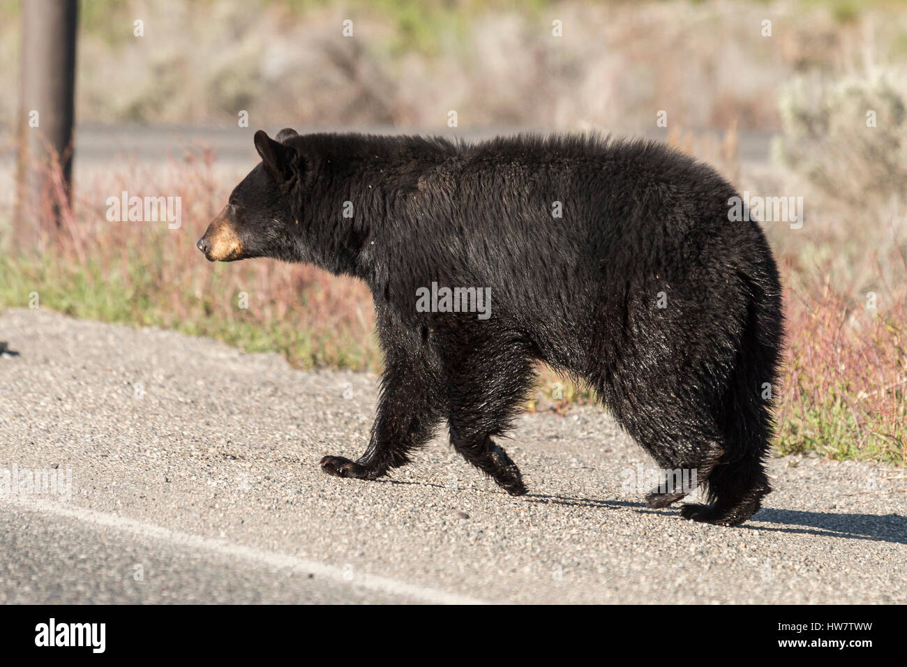 Black bear crossing the road in Yellowstone National Park, Wyoming ...