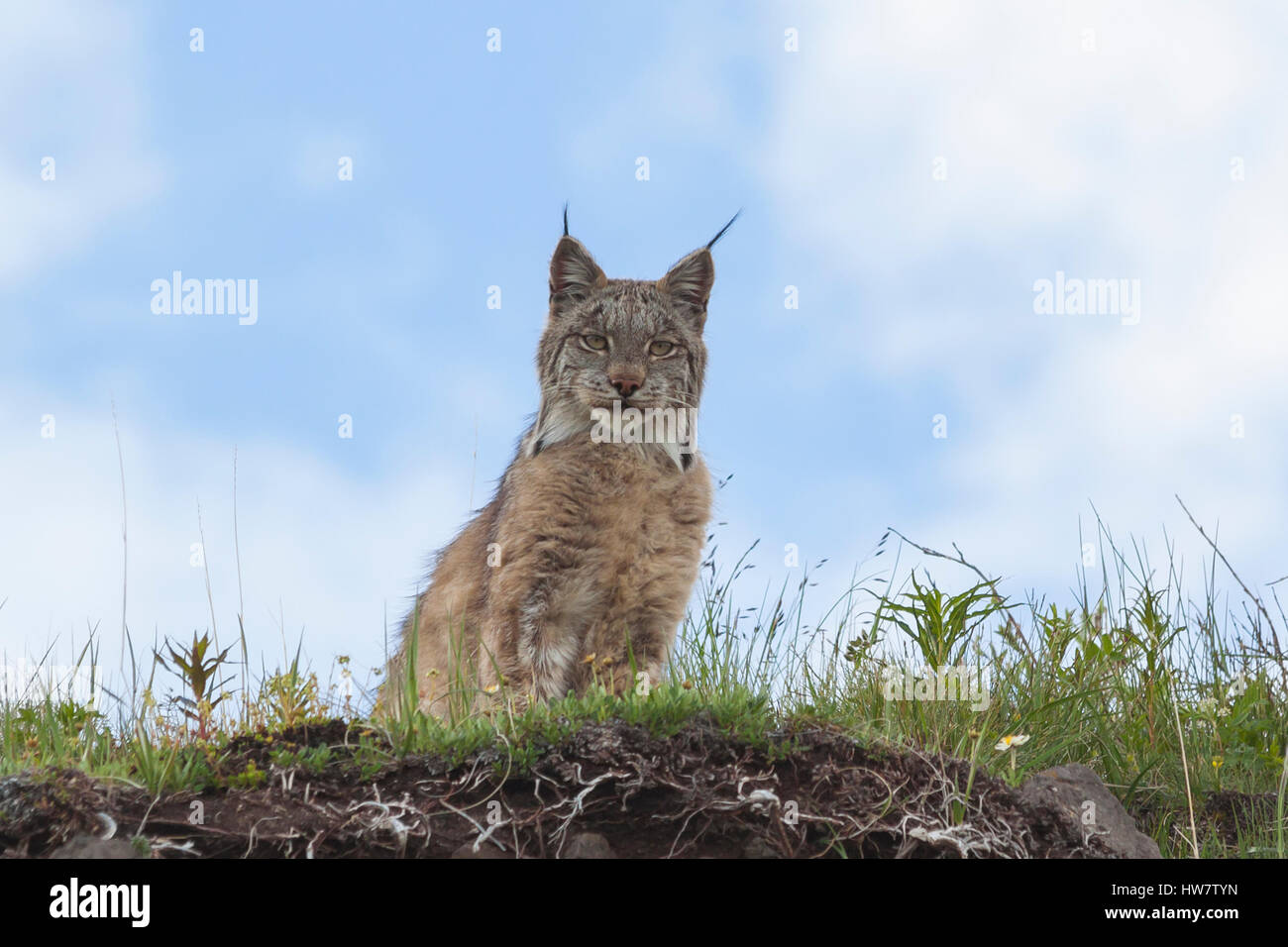 Alaska lynx hi-res stock photography and images - Alamy
