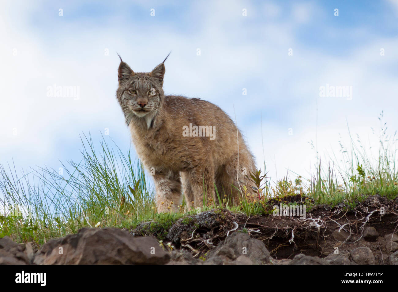 Alaska lynx hi-res stock photography and images - Alamy