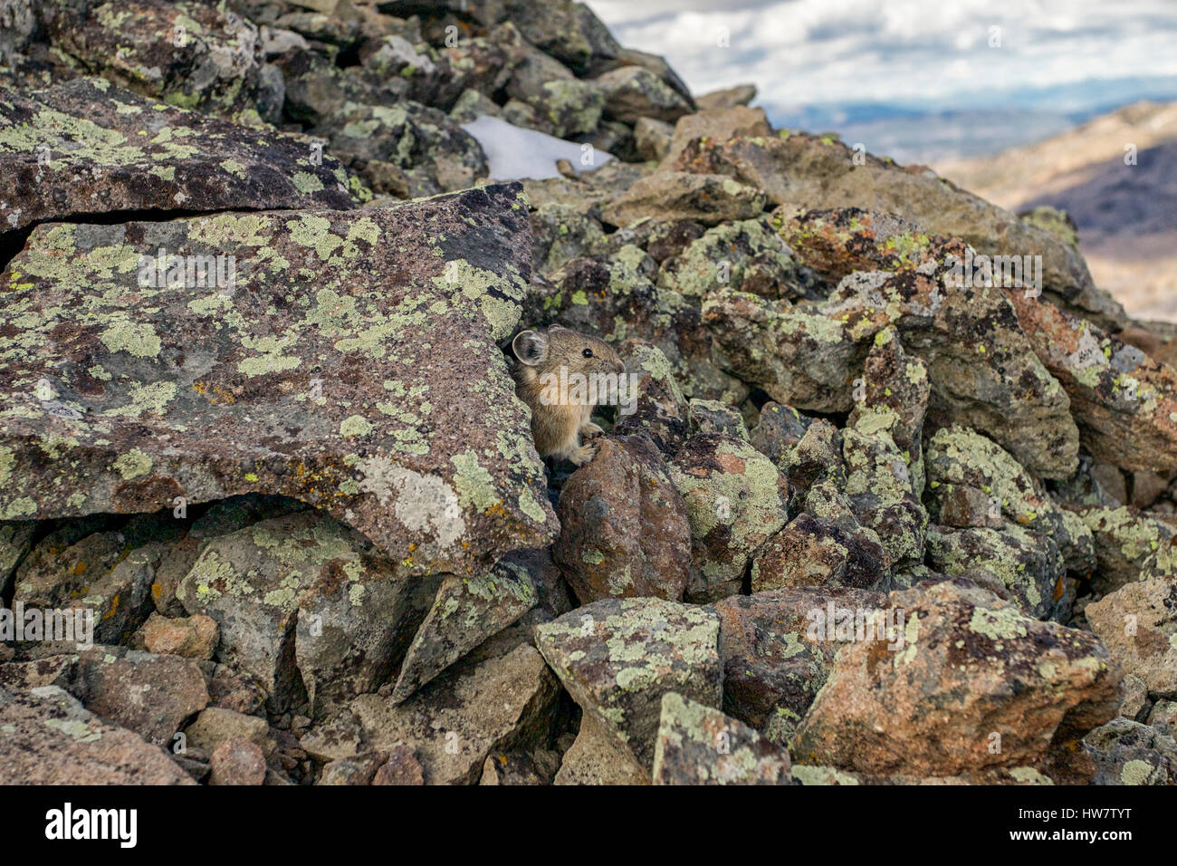 Pika on Avalanche Peak in Yellowstone National Park, Wyoming Stock ...