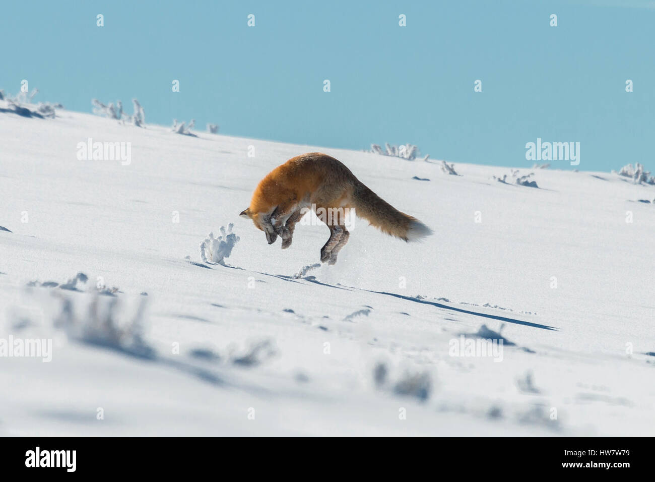 Pouncing hi-res stock photography and images - Alamy