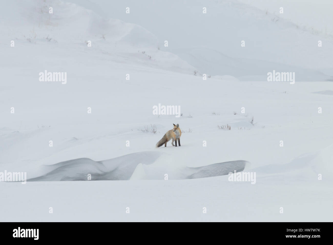 Yellowstone red fox hi-res stock photography and images - Alamy