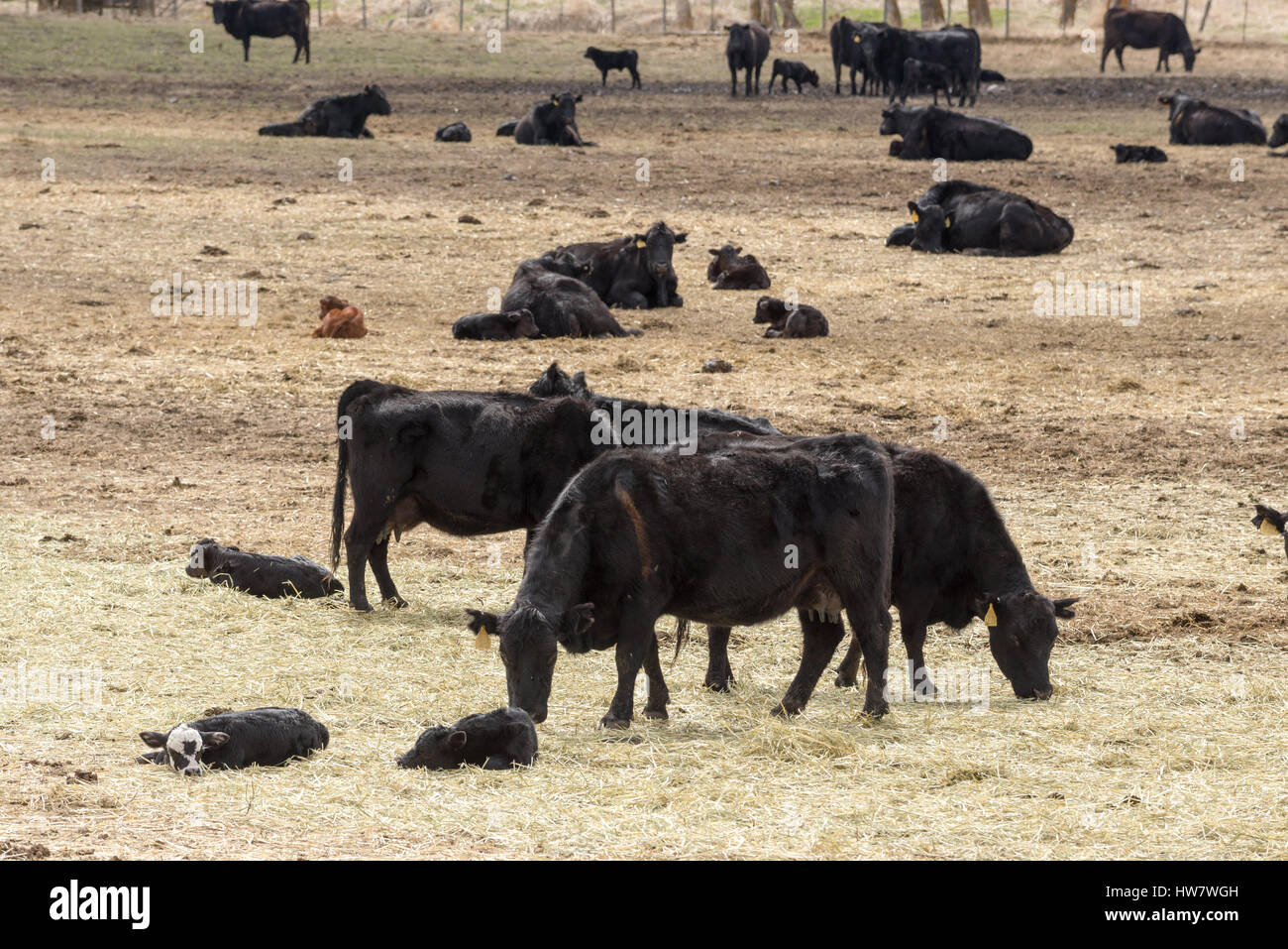 Cows and calves on a ranch in Oregon's Wallowa Valley Stock Photo - Alamy