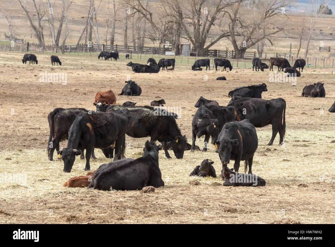 Cows and calves on a ranch in Oregon's Wallowa Valley Stock Photo - Alamy