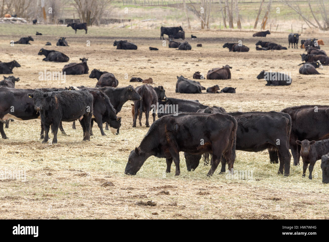 Cows and calves on a ranch in Oregon's Wallowa Valley Stock Photo - Alamy