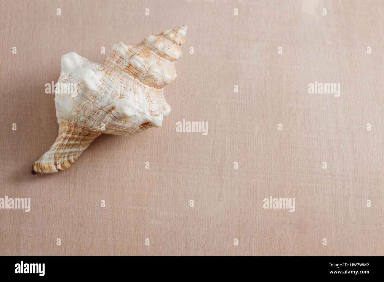 Seashell on light background Stock Photo - Alamy