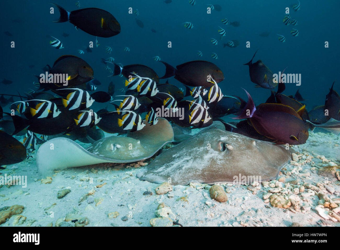 Pink Whipray, Pateobatis fai, North Male Atoll, Maldives Stock Photo ...