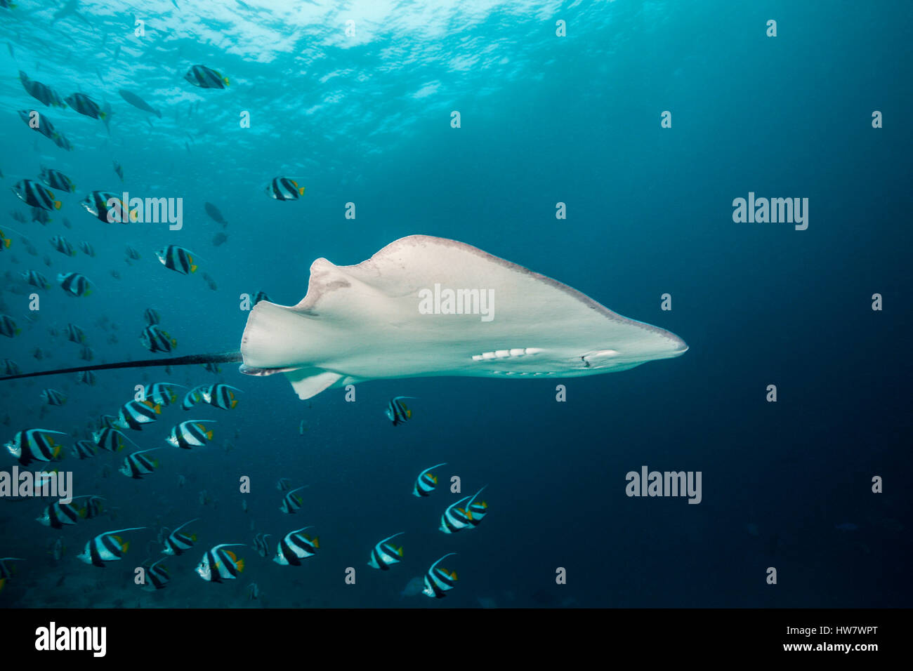Pink Whipray, Pateobatis fai, North Male Atoll, Maldives Stock Photo ...
