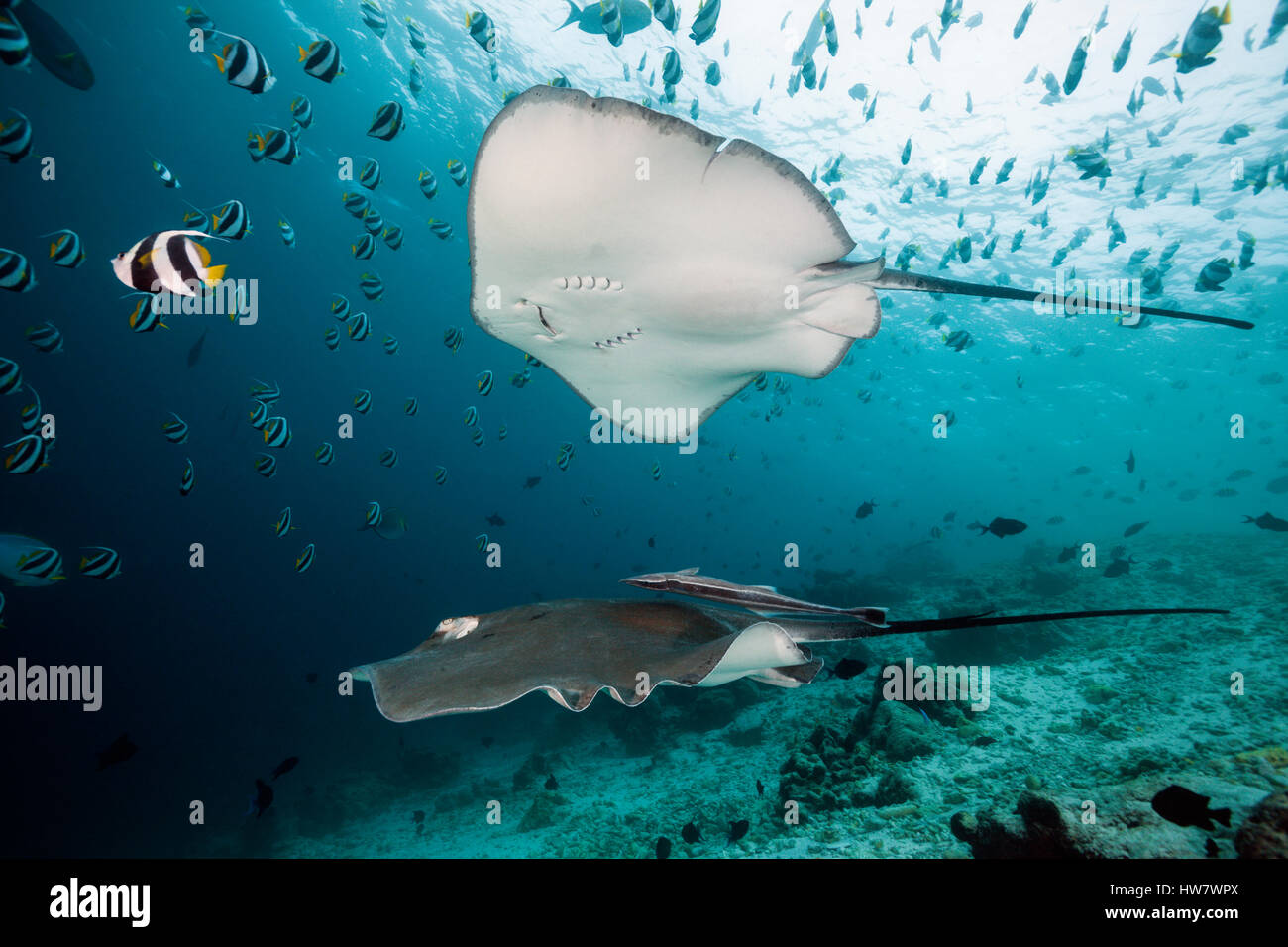 Pink Whipray, Pateobatis fai, North Male Atoll, Maldives Stock Photo ...