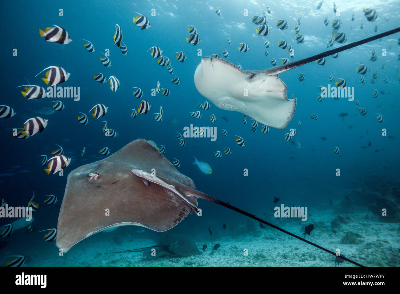 Pink Whipray, Pateobatis fai, North Male Atoll, Maldives Stock Photo ...
