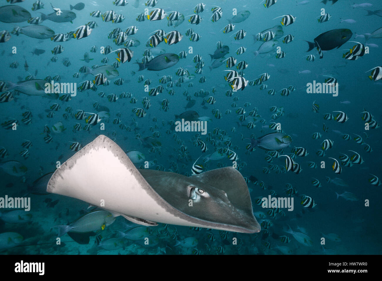 Pink Whipray, Pateobatis fai, North Male Atoll, Maldives Stock Photo ...