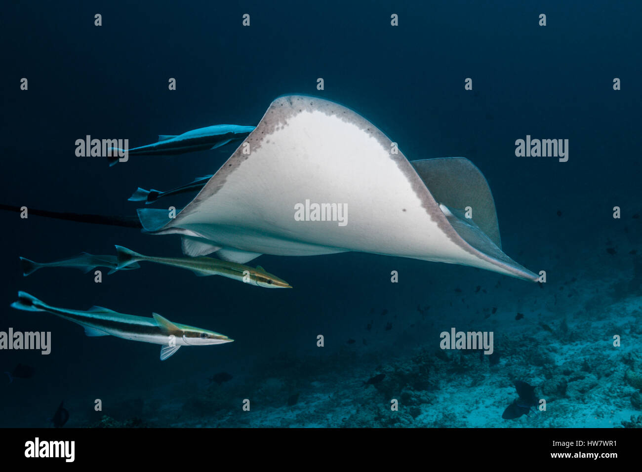 Pink Whipray, Pateobatis fai, North Male Atoll, Maldives Stock Photo ...