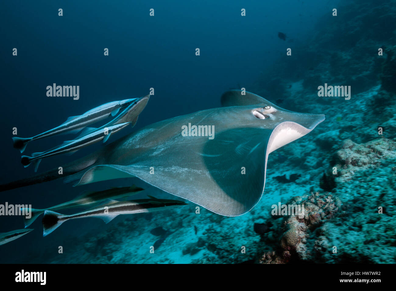 Pink Whipray, Pateobatis fai, North Male Atoll, Maldives Stock Photo ...