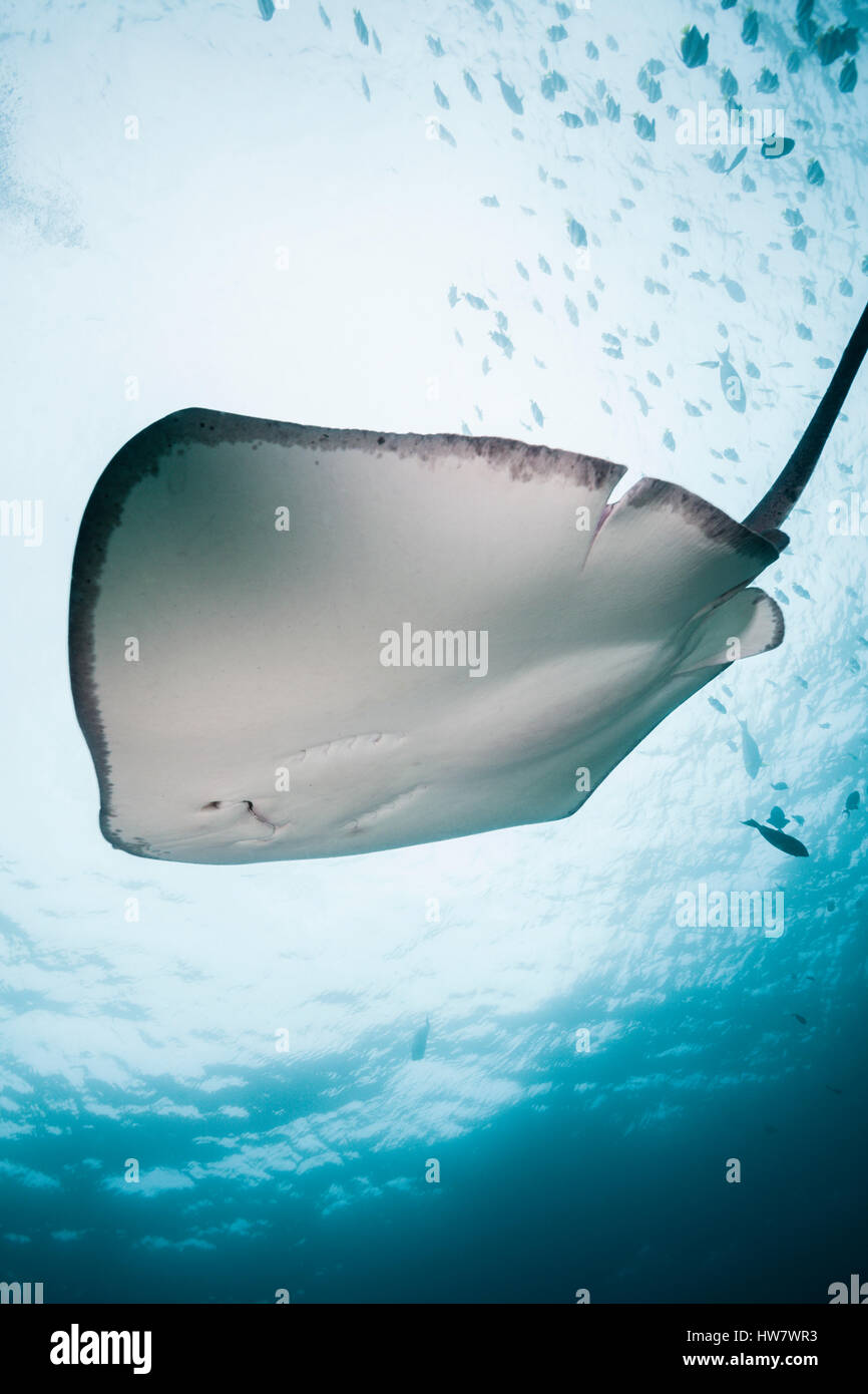 Pink Whipray, Pateobatis fai, North Male Atoll, Maldives Stock Photo ...