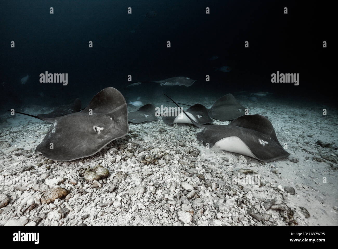 Group of Pink Whipray, Pateobatis fai, North Male Atoll, Maldives Stock ...