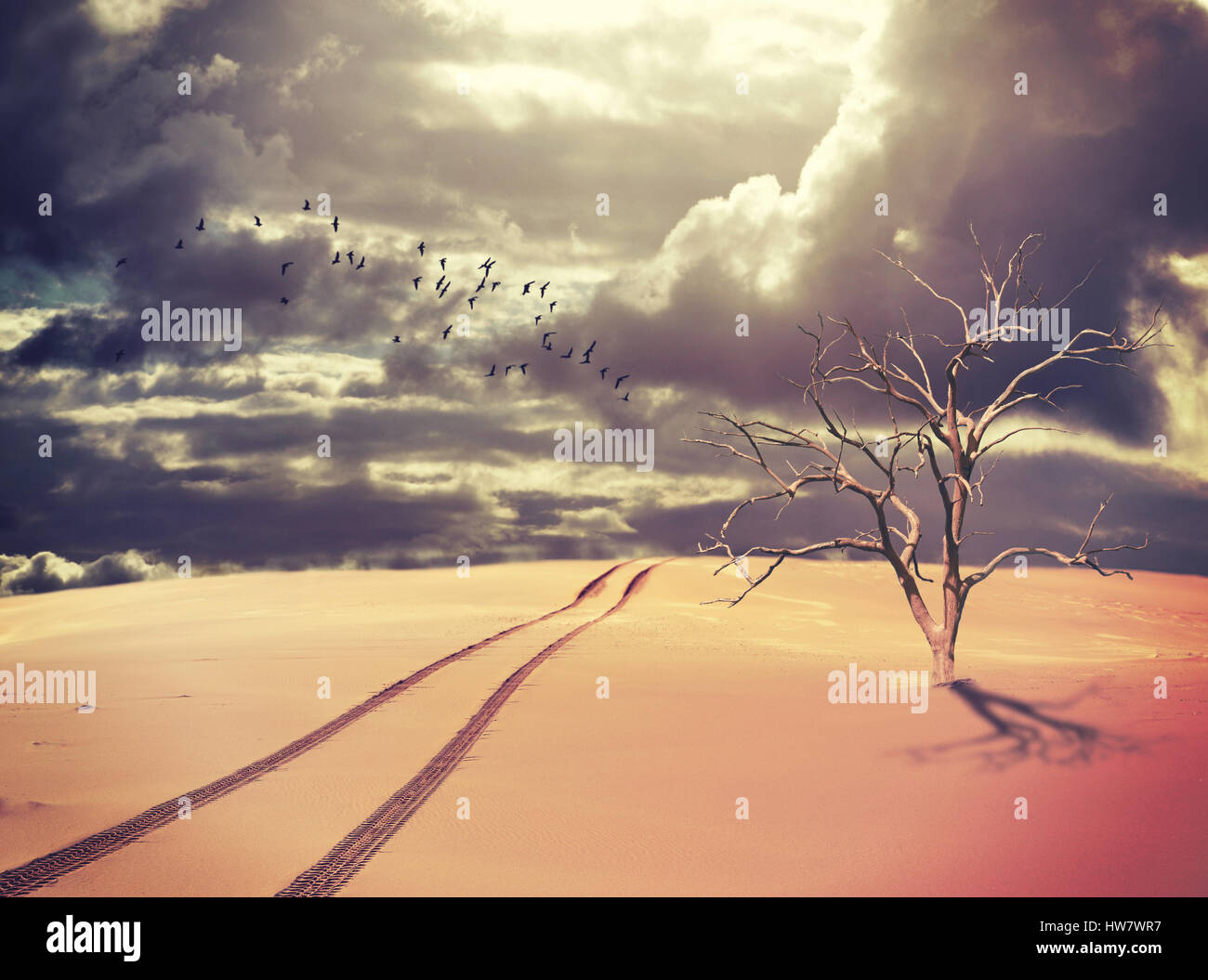 Surreal landscape of a single dead tree and vehicle tracks over a ...