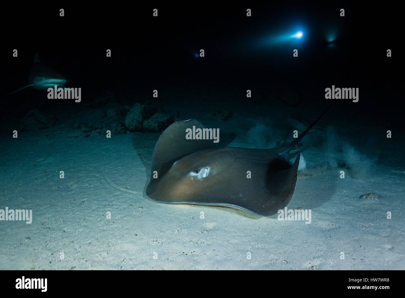 Pink Whipray at Night, Pateobatis fai, Felidhu Atoll, Maldives Stock ...