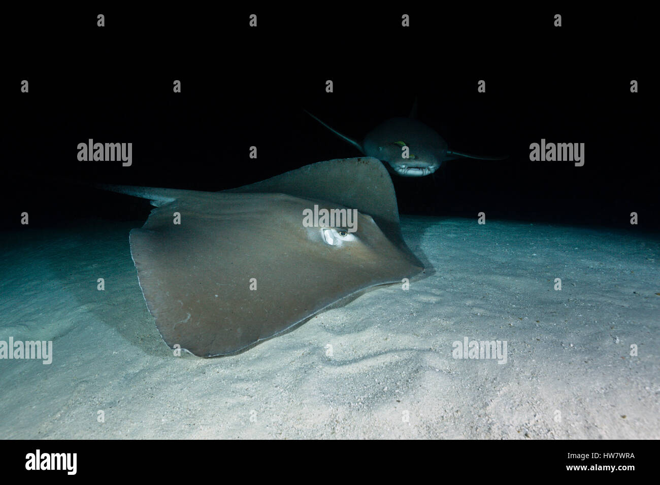 Pink Whipray High Resolution Stock Photography and Images - Alamy