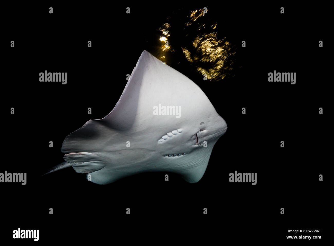 Pink Whipray at Night, Pateobatis fai, Felidhu Atoll, Maldives Stock ...