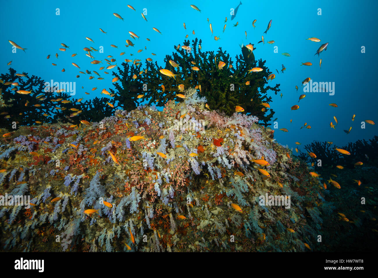 Hanging reef hi-res stock photography and images - Alamy