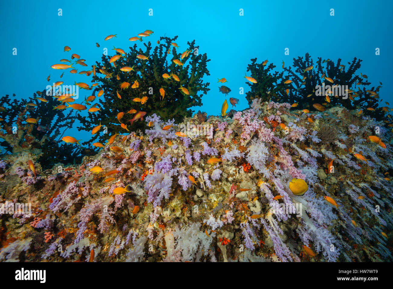 Hanging reef hi-res stock photography and images - Alamy