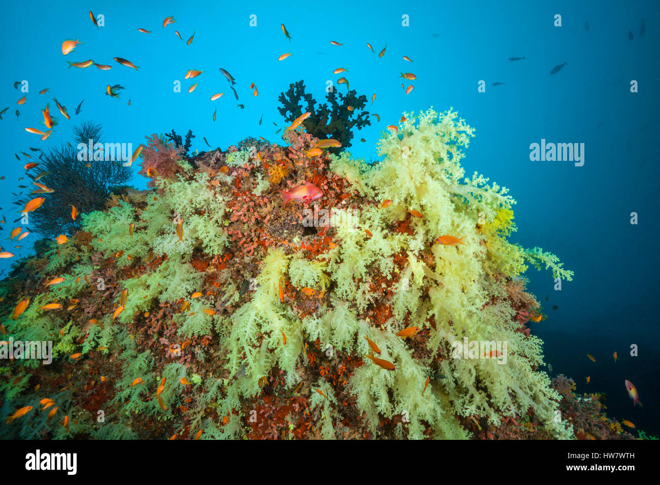 Colored Soft Corals, Nephthea sp, Felidhu Atoll, Maldives Stock Photo ...