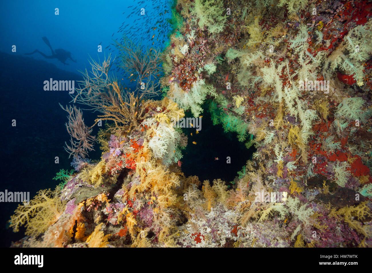 Colored Soft Corals, Nephthea sp, Felidhu Atoll, Maldives Stock Photo ...