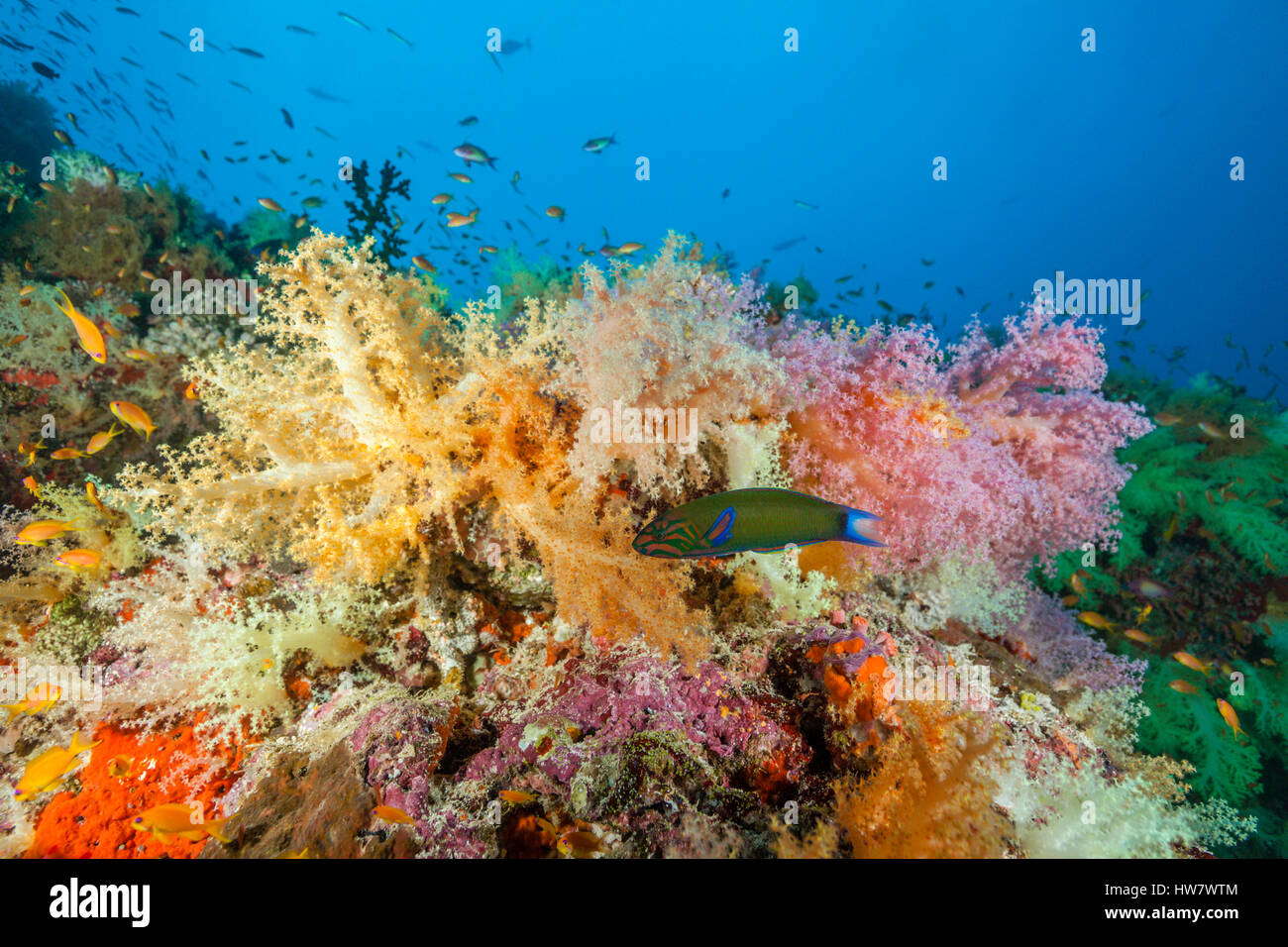 Colored Soft Corals, Nephthea sp, Felidhu Atoll, Maldives Stock Photo ...
