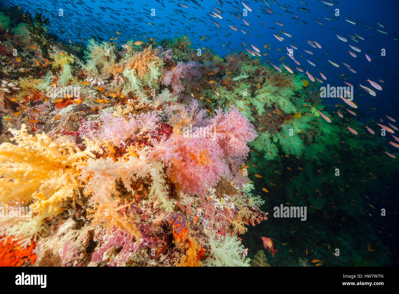 Colored Soft Corals, Nephthea sp, Felidhu Atoll, Maldives Stock Photo ...