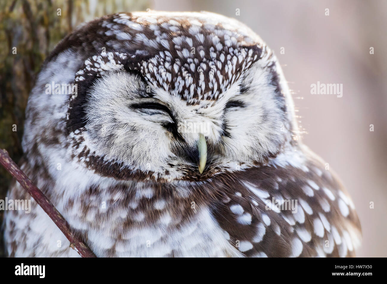 Owl smile hi-res stock photography and images - Alamy