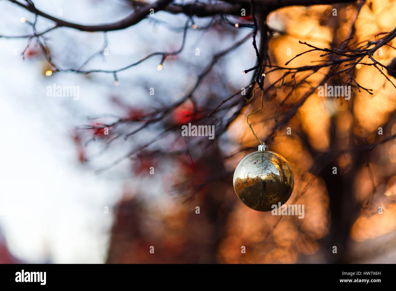 Common ball tree hi-res stock photography and images - Alamy