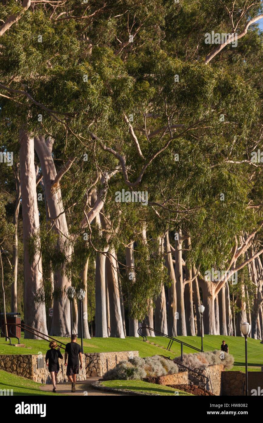 Trees fraser avenue hi-res stock photography and images - Alamy
