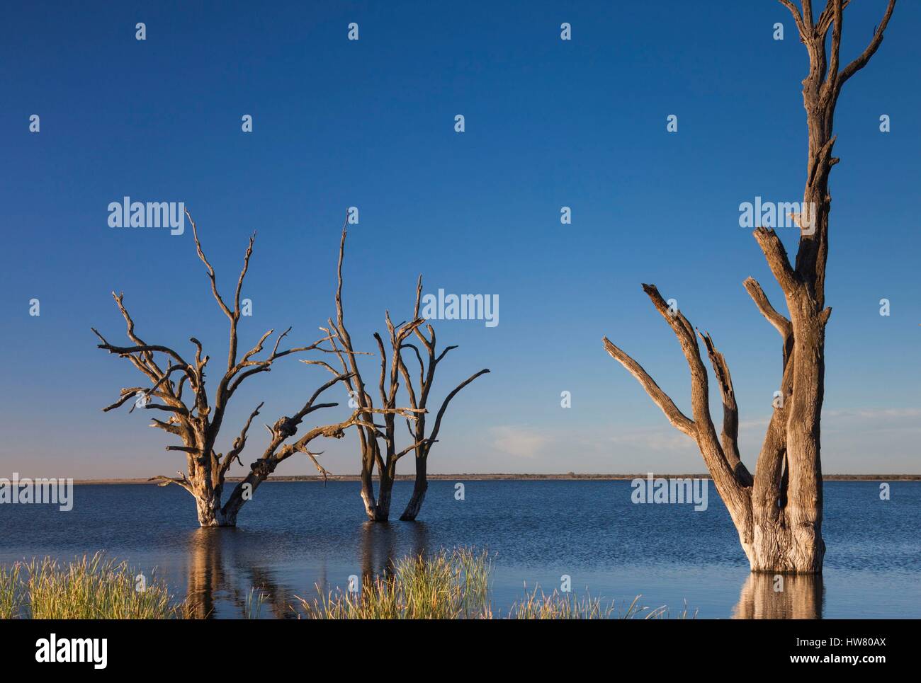Australia, South Australia, Murray River Valley, Barmera, Lake Bonney ...