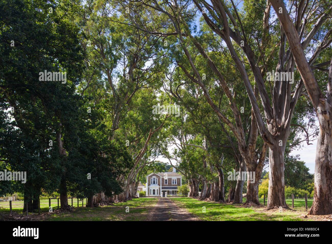 Australia, South Australia, Adelaide Hills, Oakbank, tree lined drive ...