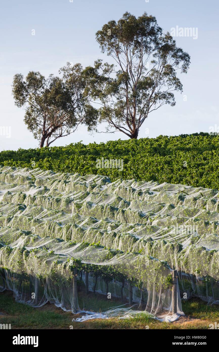 Australia, Victoria, Yarra Valley, vineyard vines under mesh fabric ...