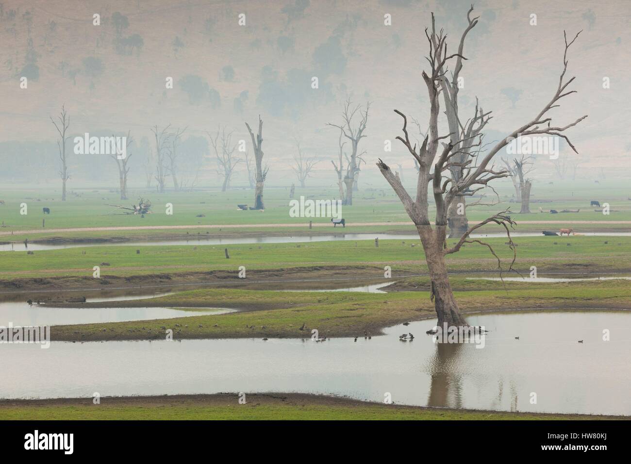 Australia, Victoria, Huon, landscape by Lake Hume with forest fire ...