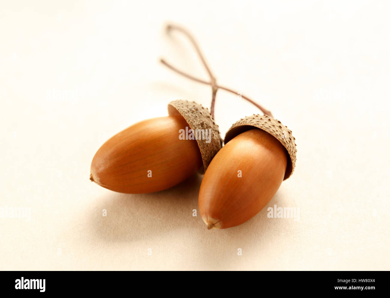 Two acorns on white background in closeup Stock Photo - Alamy
