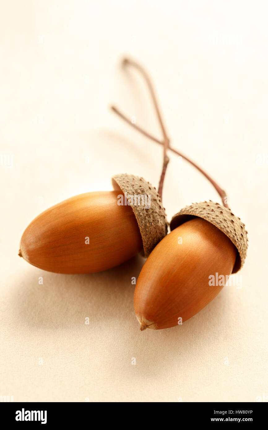 Two acorns on white background in closeup Stock Photo - Alamy
