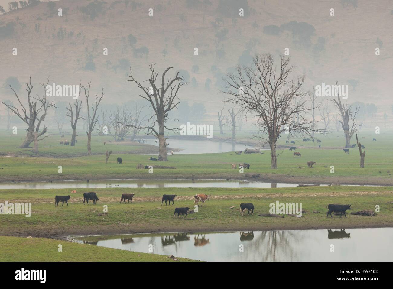 Australia, Victoria, Huon, landscape by Lake Hume with forest fire ...