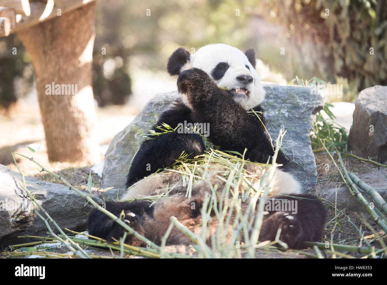 Toronto. 17th Mar, 2017. Giant panda Er Shun eats bamboo at the Toronto ...